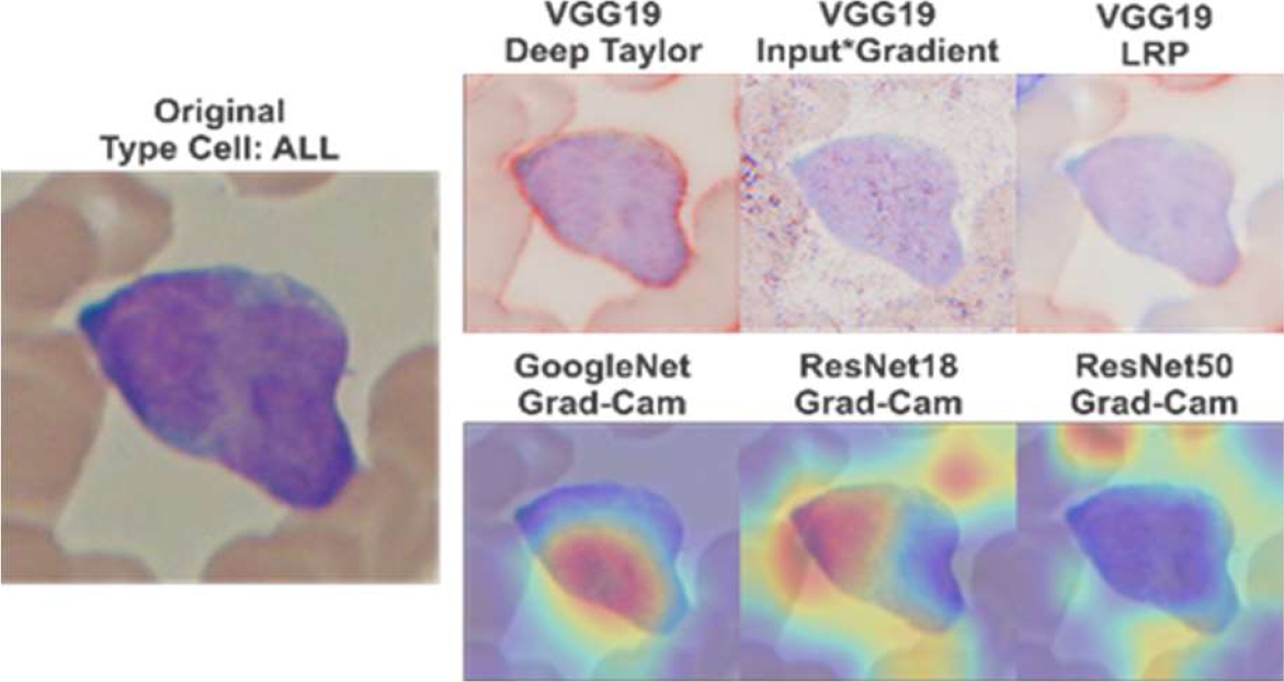 Evaluation of Heat Map Methods Using Cell Morphology for Classifying ...