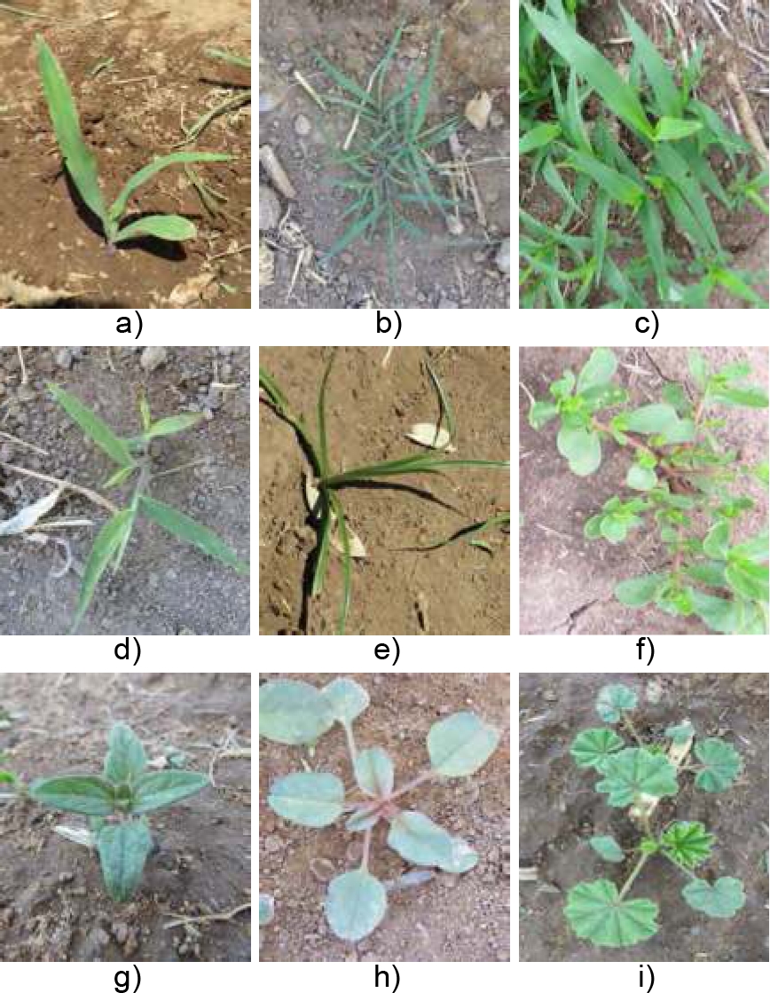 Corn/Weed Plants Detection Under Authentic Fields based on Patching ...