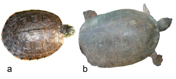 La tortuga en Tabasco: comida, identidad y representación