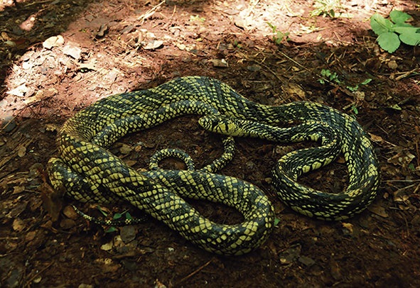 Conocimiento etnozoológico de la herpetofauna de la comunidad maya de ...