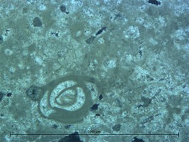 La explotación de recursos líticos en el entorno geológico del sitio ...