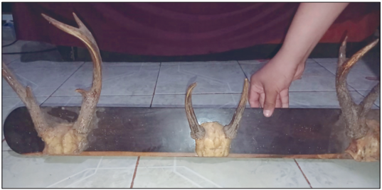 Cacería tradicional y valoración cultural de la fauna en la comunidad ...