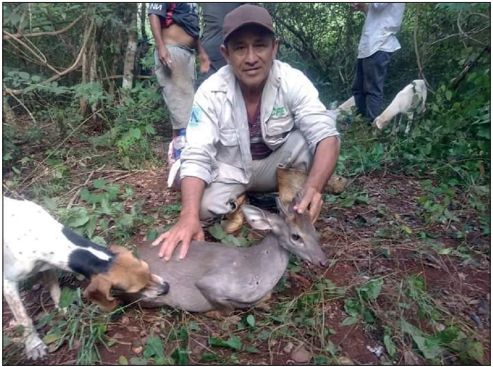 Cacería tradicional y valoración cultural de la fauna en la comunidad ...