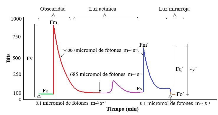 Espectro De Fluorescencia De La Clorofila Clorofila Wikiwand