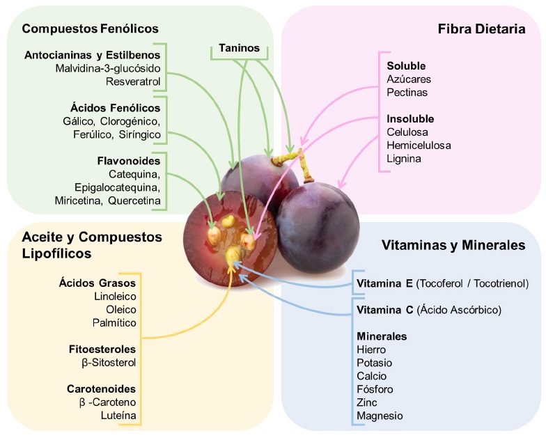 Orujo de uva: Más que un residuo, una fuente de compuestos bioactivos