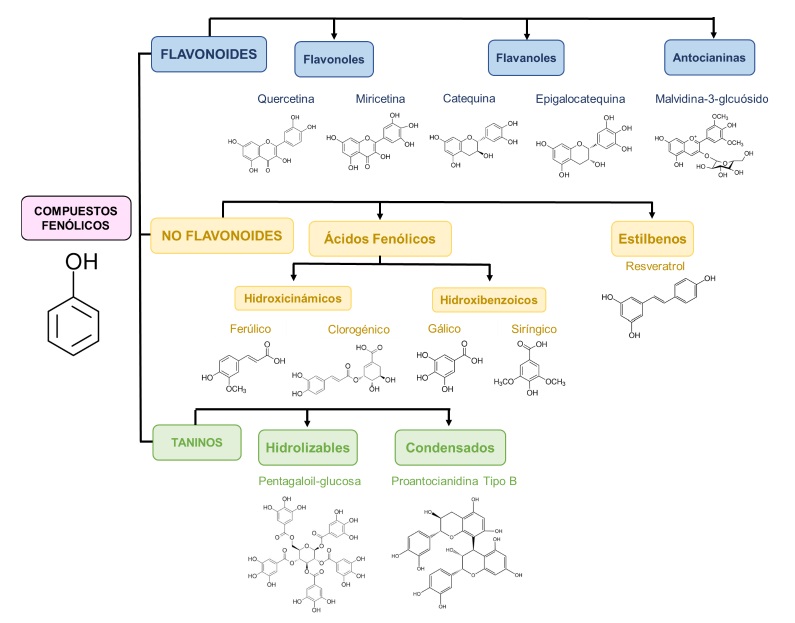 Orujo de uva: Más que un residuo, una fuente de compuestos bioactivos