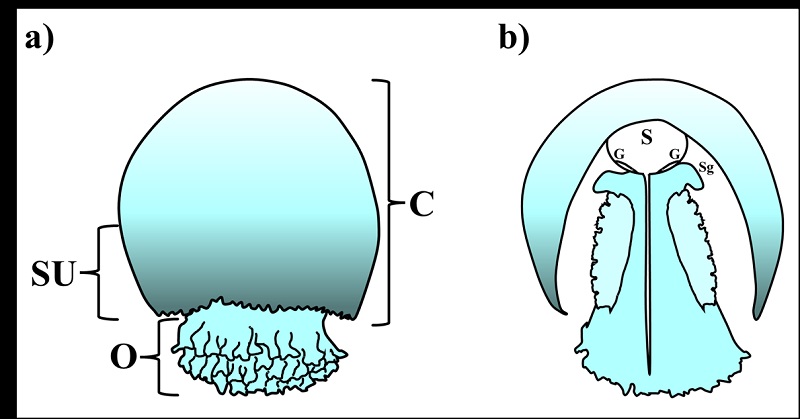 Estado actual del conocimiento de la medusa bola de cañón (Stomolophus ...
