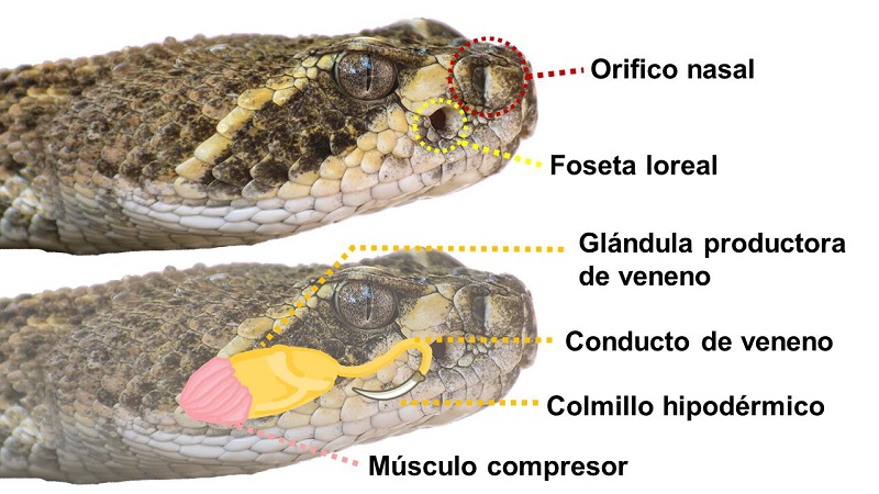 El potencial farmacológico de venenos de serpientes de Sonora, México