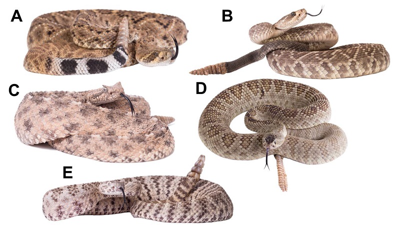 El potencial farmacológico de venenos de serpientes de Sonora, México