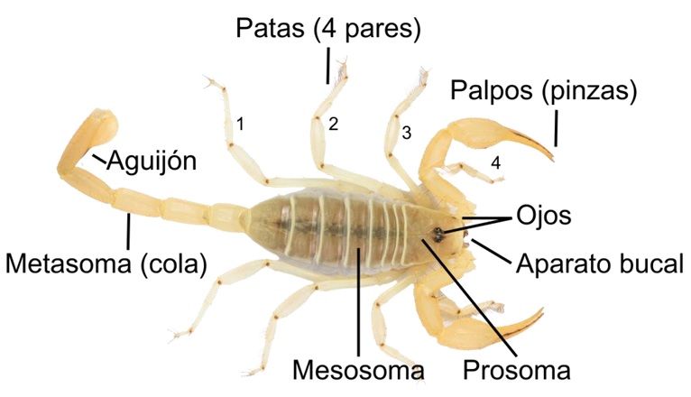 Escorpiones de Sonora, México y su potencial biotecnológico