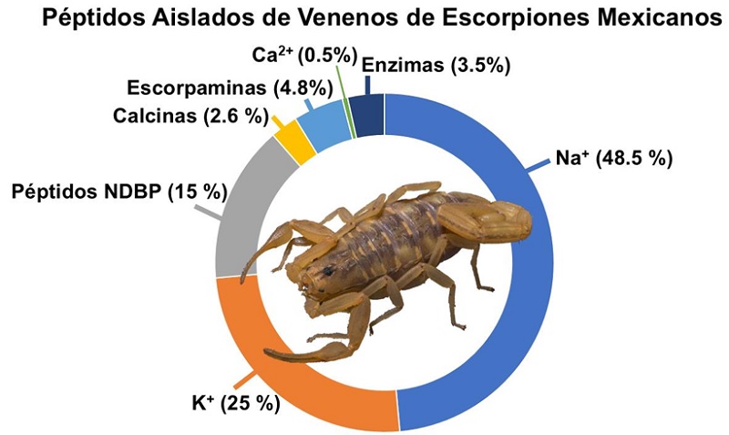 Escorpiones de Sonora, México y su potencial biotecnológico