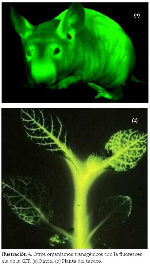 Shimomura, Chalfie y Tsien: los señores de la proteína verde ...
