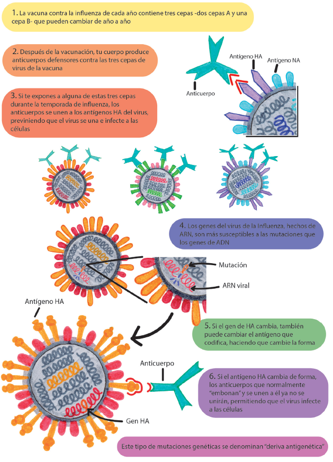 Diagrama De Virus Etiquetado