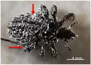 Identificación molecular del hongo Neurospora spp. aislado de ...