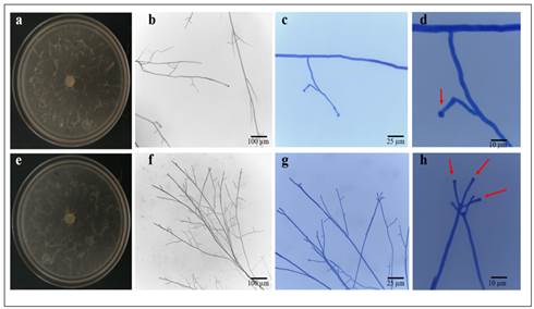 Identificación molecular del hongo Neurospora spp. aislado de ...