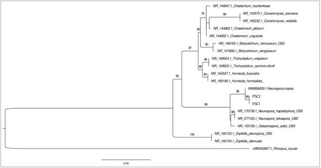 Identificación molecular del hongo Neurospora spp. aislado de ...