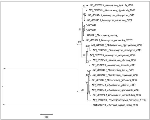 Identificación molecular del hongo Neurospora spp. aislado de ...