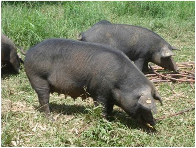 Análisis de diversidad genética en cerdo criollo san pedreño utilizando ...