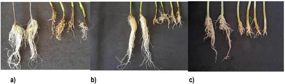 Especies de Pythium aisladas de aguas de uso agrícola en Culiacán, Sinaloa