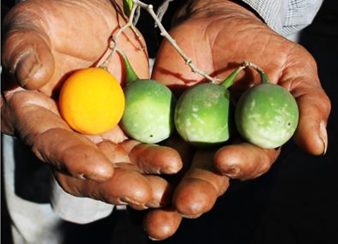 Caracterización de frutos de cuatomate (Solanum glaucescens Zucc.) en ...