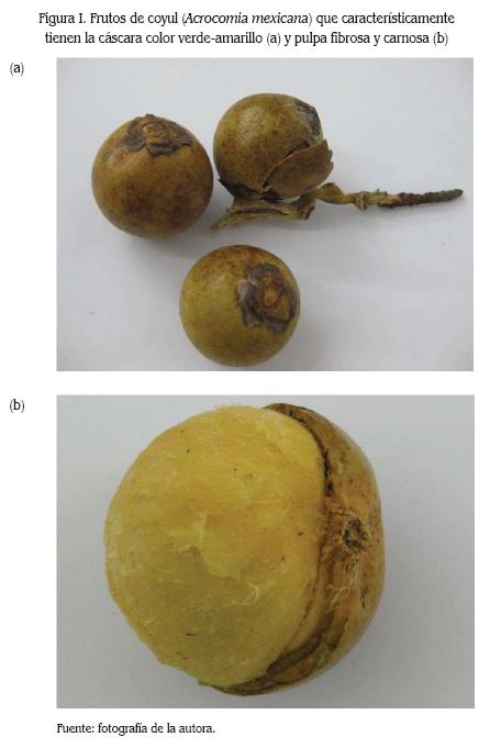 Importancia agroecológica del coyul (Acrocomia mexicana Karw. ex Mart.)