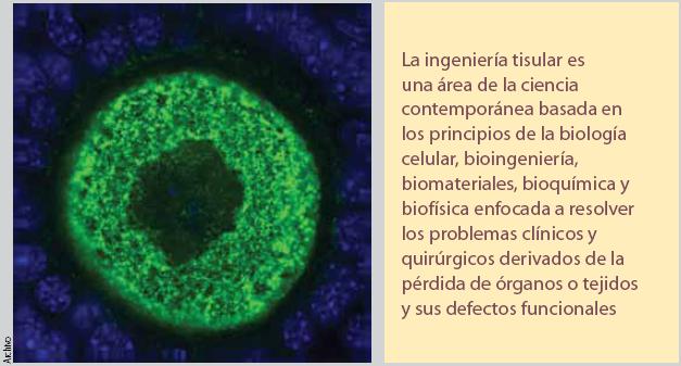 Potencial de regeneración periodontal por medio de células progenitoras ...