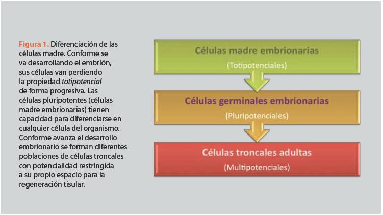 Potencial de regeneración periodontal por medio de células progenitoras ...