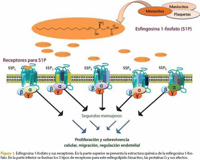 La esfingosina 1-fosfato y su receptor S1P1: reguladores de la ...