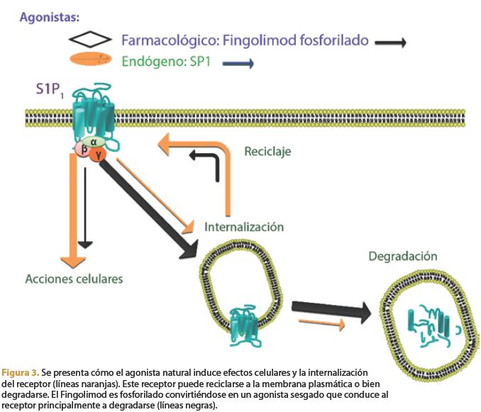 La esfingosina 1-fosfato y su receptor S1P1: reguladores de la ...