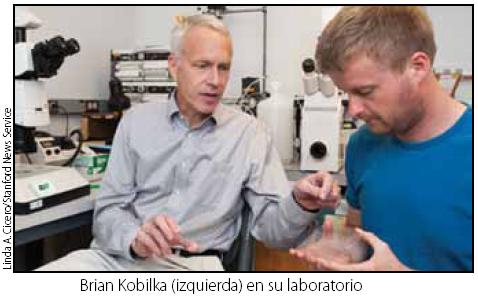 Robert Lefkowitz y Brian Kobilka: premios Nobel 2012