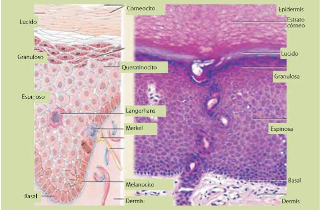 Dermatología geriátrica