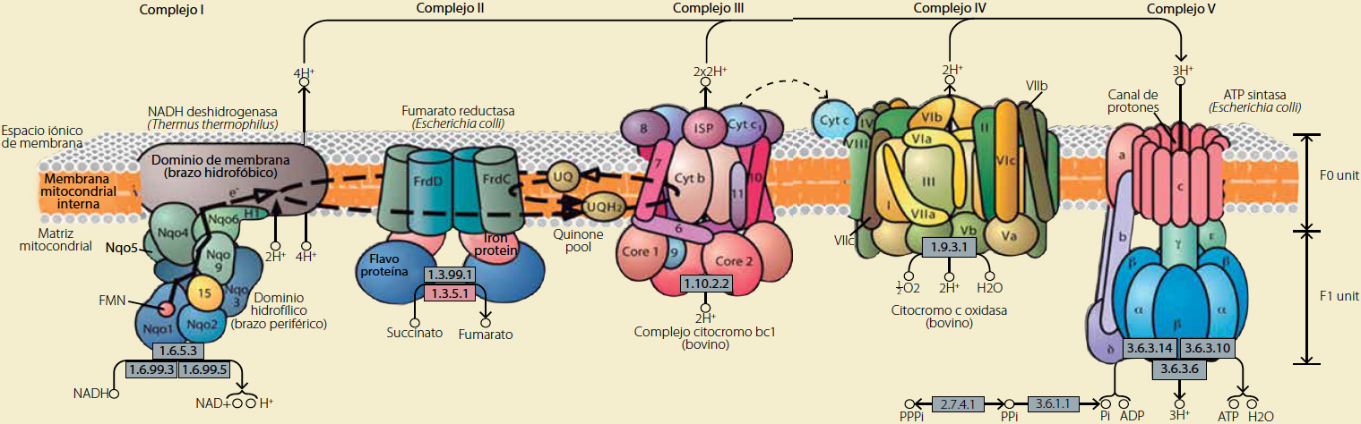 Especies reactivas de oxígeno, sepsis y teoría metabólica del choque ...