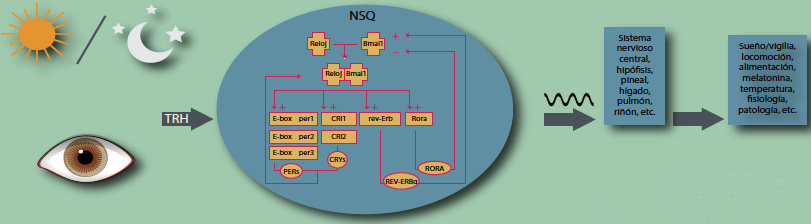 De la cronobiología a la cronomedicina