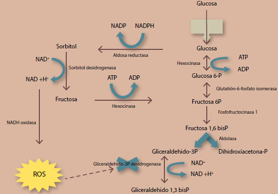 La diabetes, una enfermedad que integra a la bioquímica y a la histología