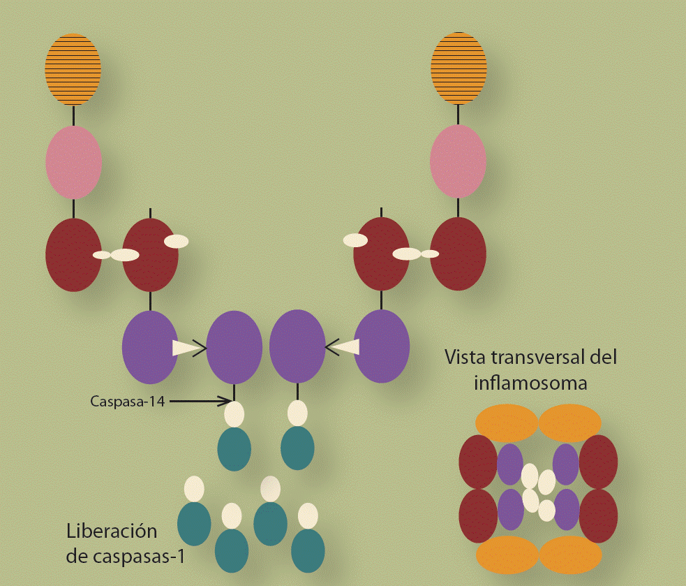 ¿Qué son los inflamosomas? El NLRP3 como por ejemplo