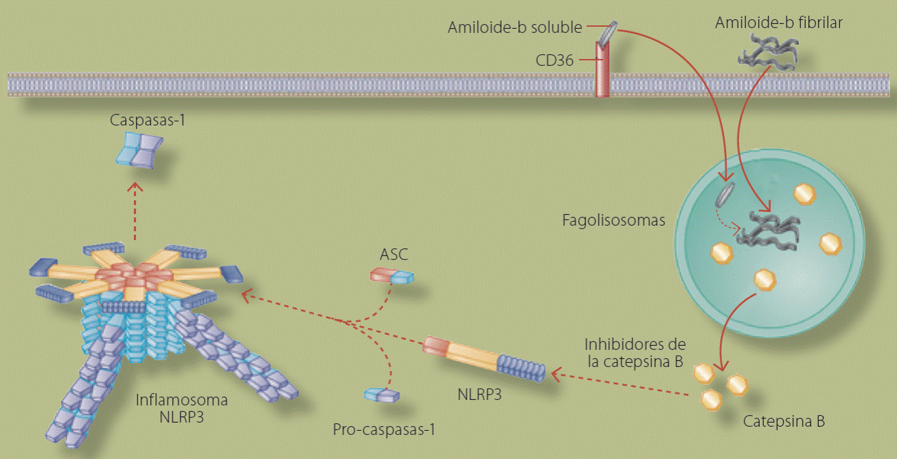 ¿Qué son los inflamosomas? El NLRP3 como por ejemplo