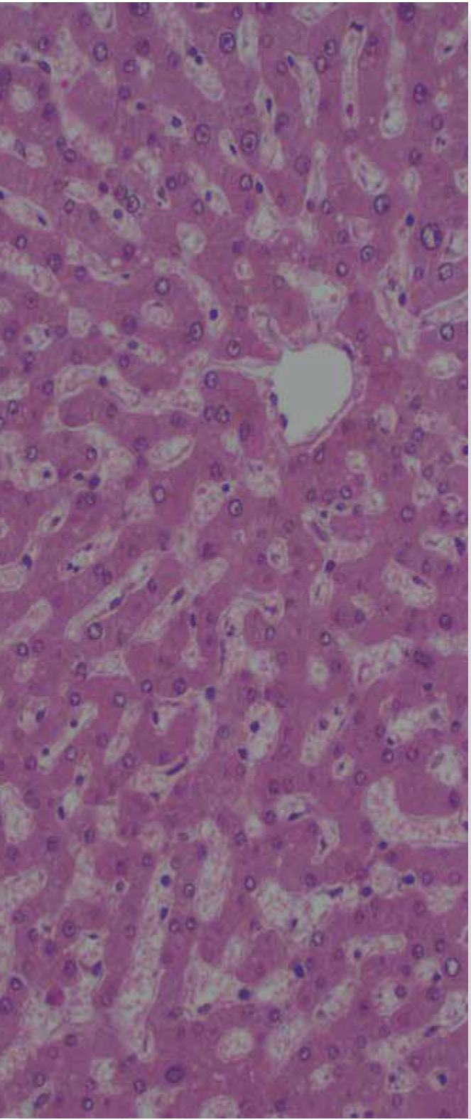 El hepatocito como un ejemplo de interacción entre la biología celular ...
