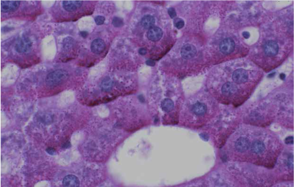 Estructura De Los Hepatocitos