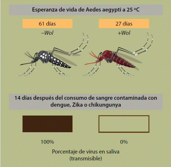 Que Es Un Vector Biologico Bolzano Untitled