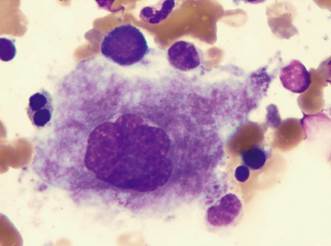 El megacariocito: una célula muy original