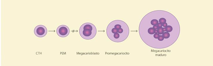 El megacariocito: una célula muy original