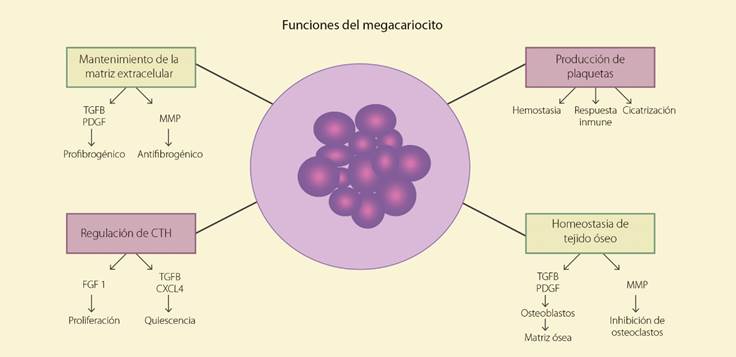 El megacariocito: una célula muy original