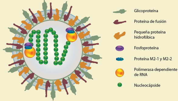 Metapneumovirus humano: epidemiología y posibles tratamientos profilácticos