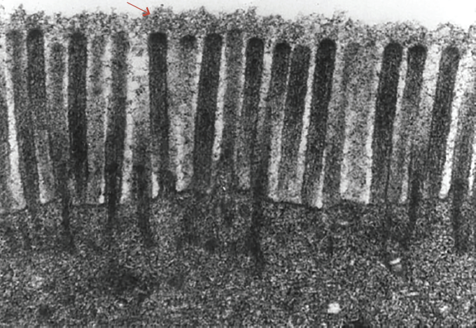 Glicocálix: estructura, composición, funciones y factores que lo lesionan