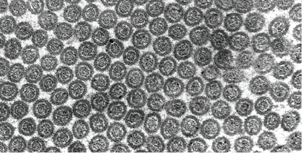 Glicocálix: estructura, composición, funciones y factores que lo lesionan