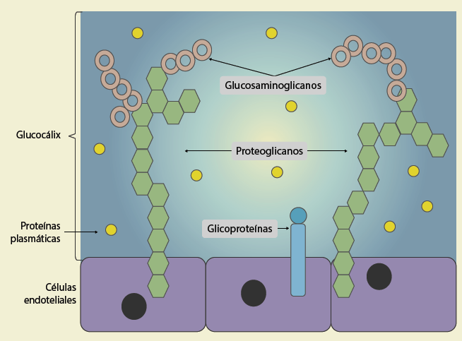 Glicocálix: estructura, composición, funciones y factores que lo lesionan