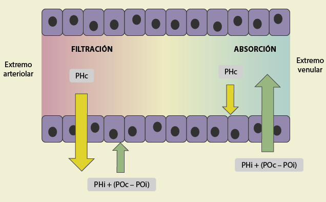 Glicocálix: estructura, composición, funciones y factores que lo lesionan