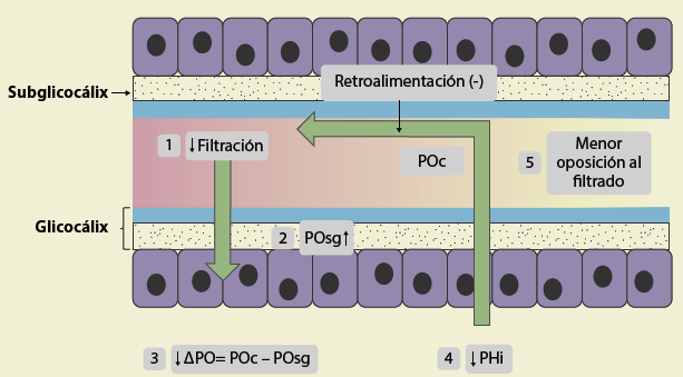 Glicocálix: estructura, composición, funciones y factores que lo lesionan