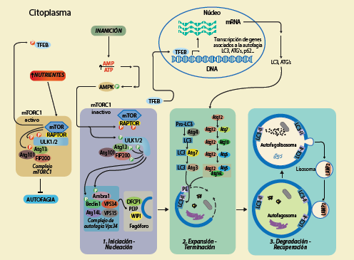Autofagia en las células beta pancreáticas y su papel en la diabetes ...