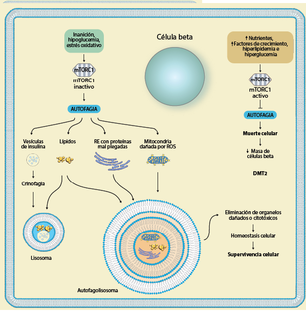 Autofagia en las células beta pancreáticas y su papel en la diabetes ...